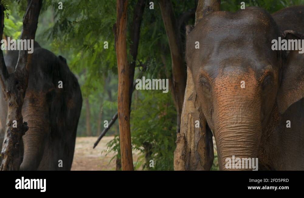 Elephant in rain Stock Videos & Footage - HD and 4K Video Clips - Alamy