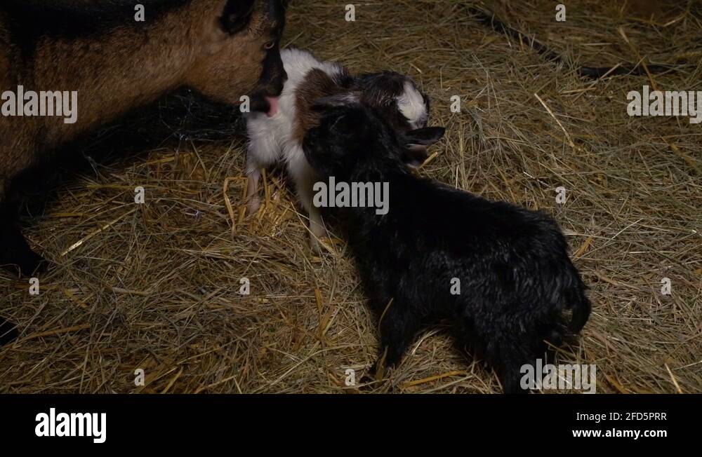 Kid goats Stock Videos & Footage - HD and 4K Video Clips - Alamy
