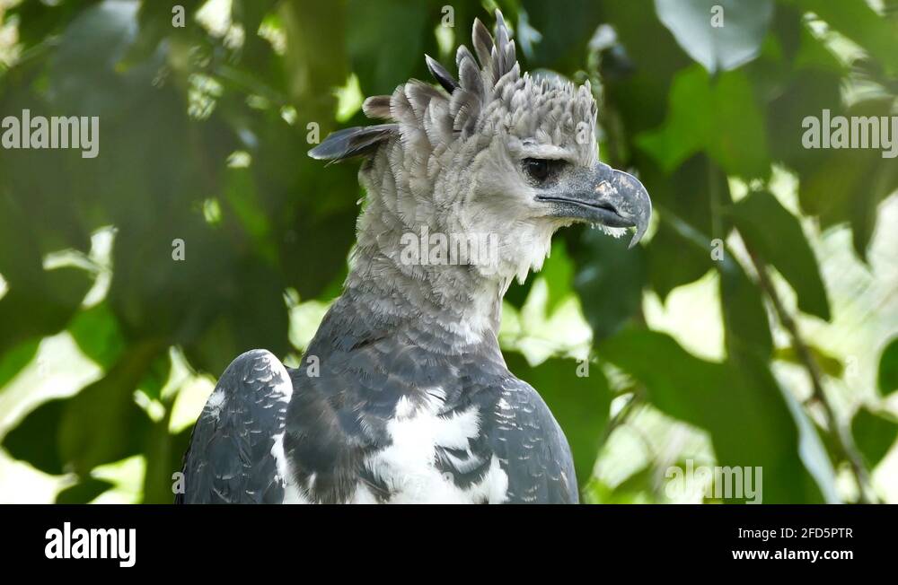 Bill bird Stock Videos & Footage - HD and 4K Video Clips - Alamy