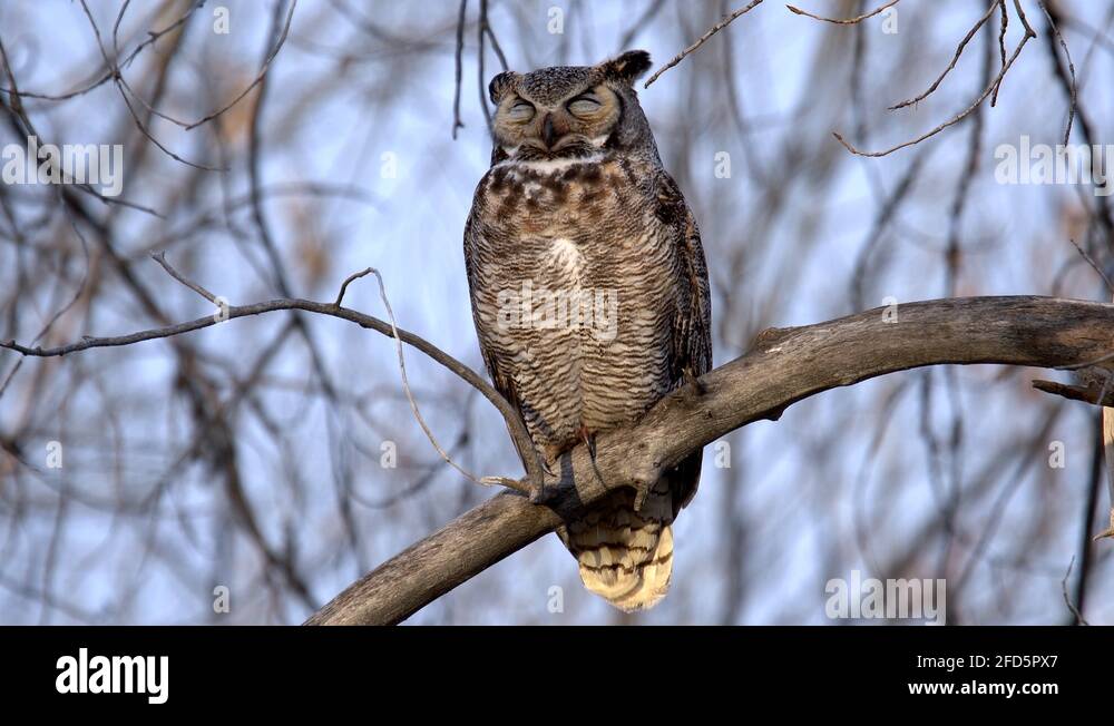 Owl bird head close up profile view Stock Videos & Footage - HD and 4K ...