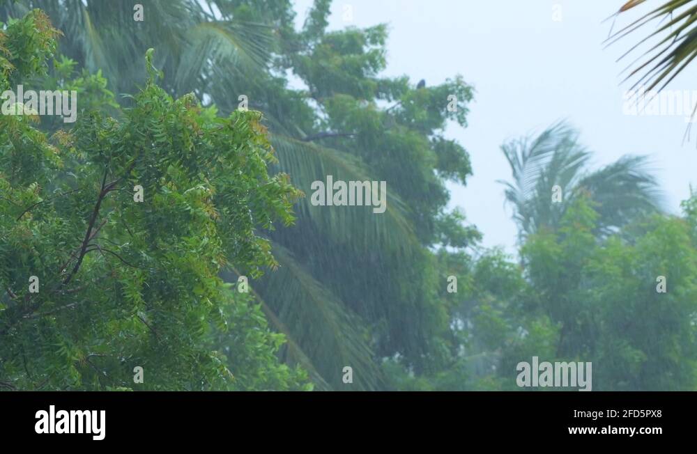 Neem tree background Stock Videos & Footage - HD and 4K Video Clips - Alamy