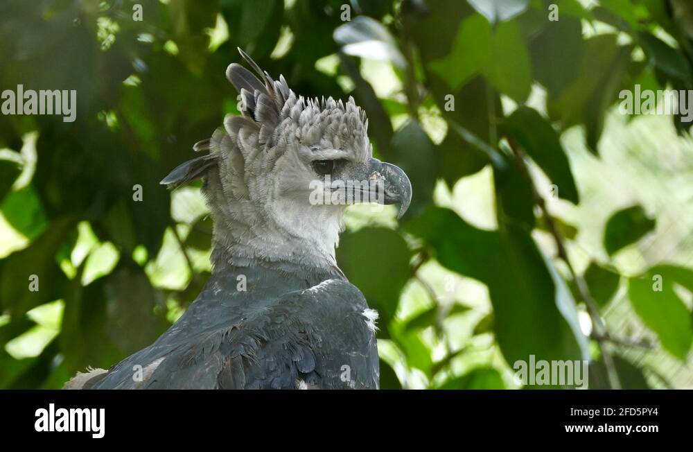 Sharp profile view of large beaked bird of prey called Harpy Eagle in ...