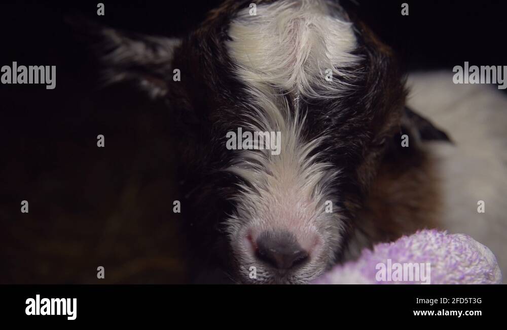 Baby goat close up goats Stock Videos & Footage - HD and 4K Video Clips ...
