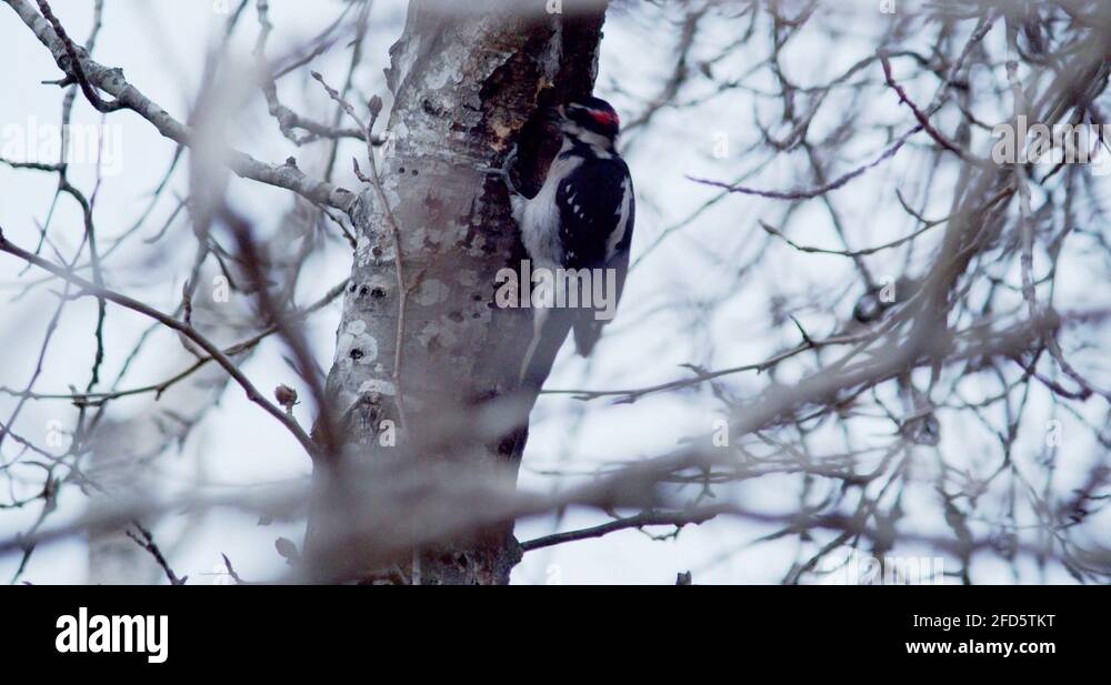 Insects in tree Stock Videos & Footage - HD and 4K Video Clips - Alamy