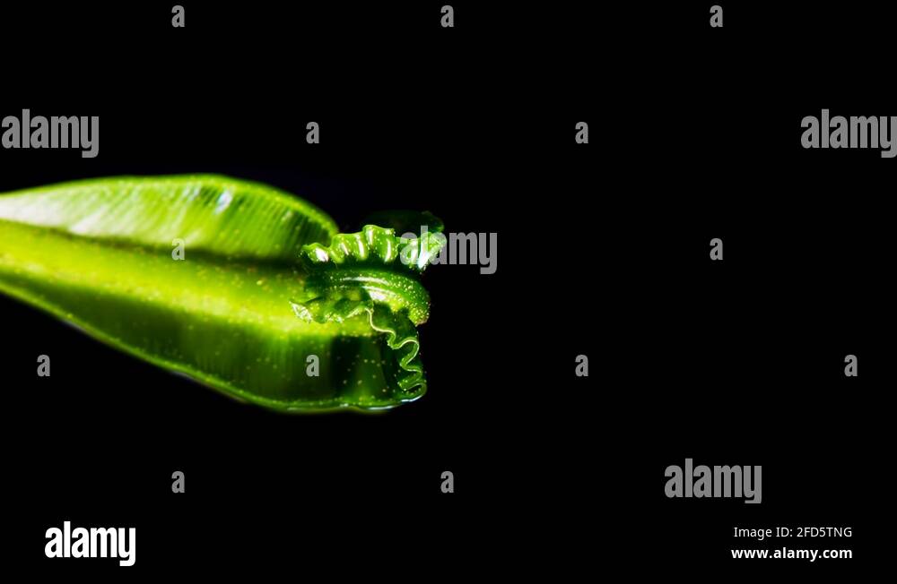 Asplenium nidus - Cobra birds nest Fern Fronds Are Unfurling - looks ...