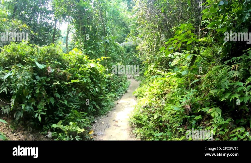 Jungle in the philippines Stock Videos & Footage - HD and 4K Video ...