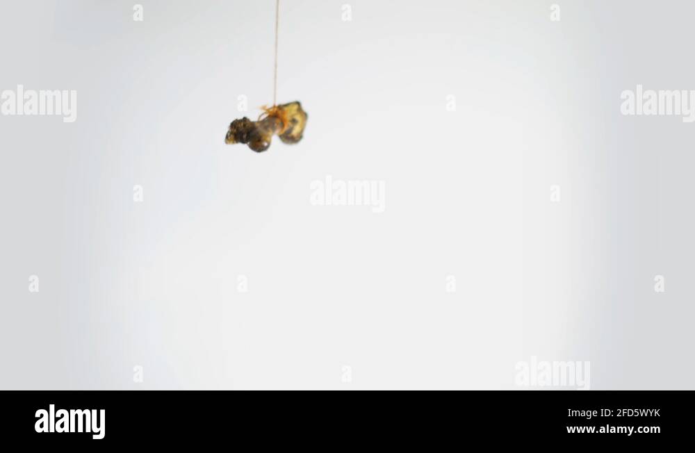 Bone and string Stock Videos & Footage - HD and 4K Video Clips - Alamy