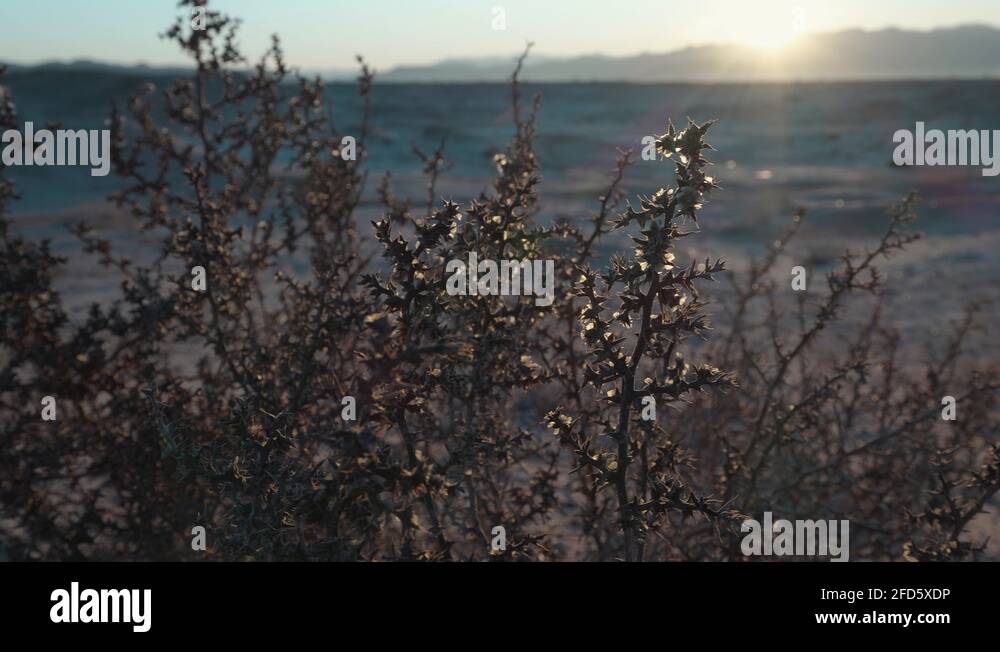 Poke bush Stock Videos & Footage - HD and 4K Video Clips - Alamy