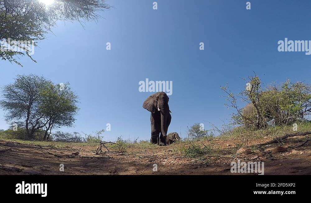 African elephant walks past Stock Videos & Footage - HD and 4K Video ...