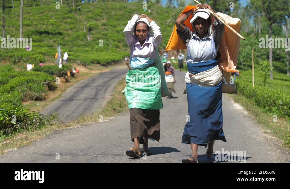 plantation workers in traditional clothes walk along road Stock Video ...
