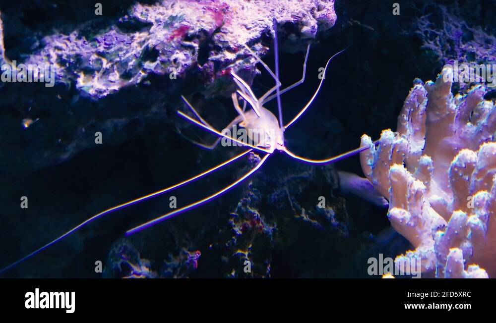 Shrimp in natural light Stock Videos & Footage - HD and 4K Video Clips ...