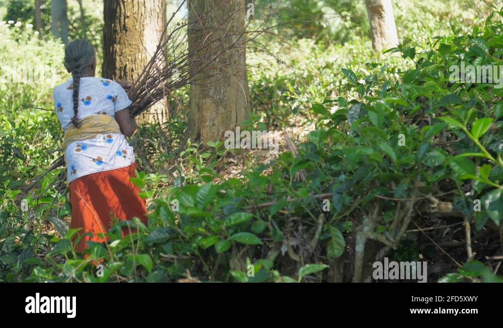 Clothes in trees Stock Videos & Footage - HD and 4K Video Clips - Alamy