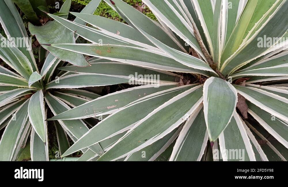 Close up to a plant with two-colored leaves and shaped like spikes at ...