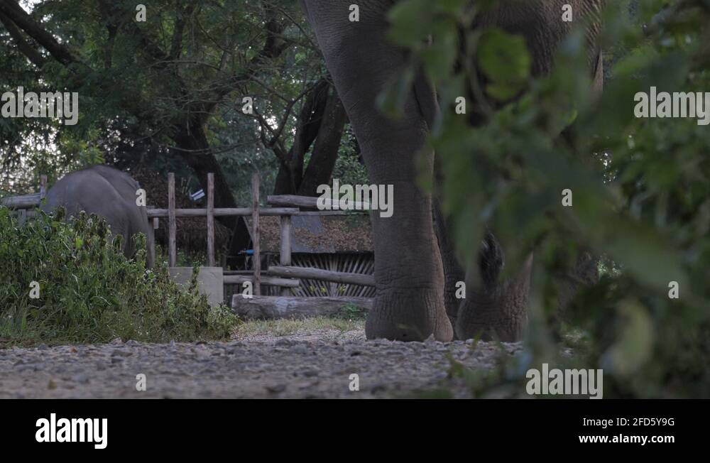 The feet of an Asian Elephant walking along a path in the jungles of ...