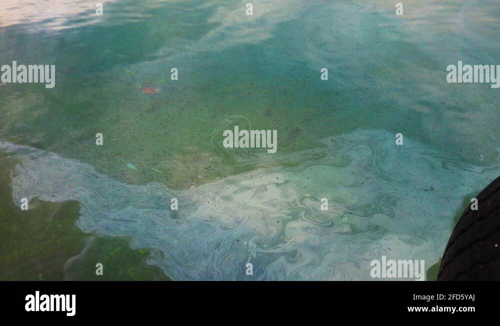 Water surface pollution environment Stock Videos & Footage - HD and 4K ...