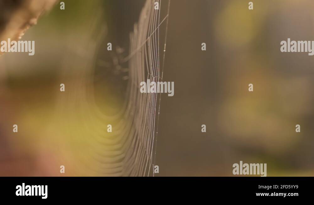 Spiders are not insects Stock Videos & Footage - HD and 4K Video Clips ...