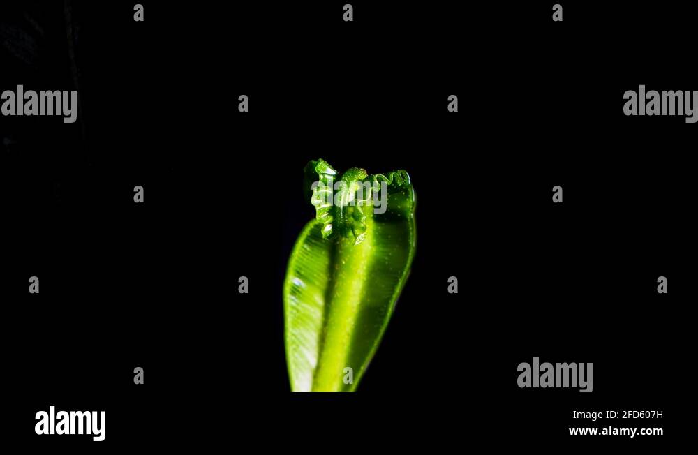 Asplenium nidus - Cobra birds nest fern head unfurling camera follow ...
