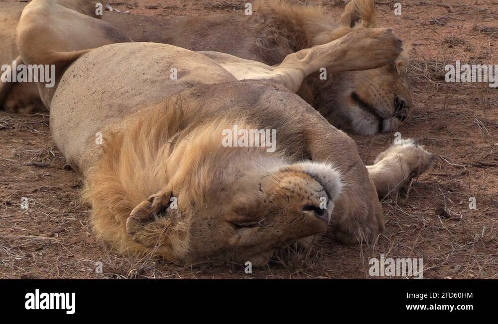 A male lion peacefully sleeping on his back in The Greater Kruger ...