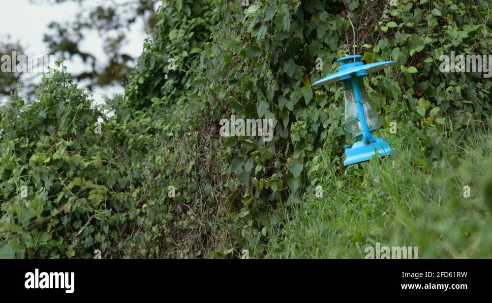 Rainforest Rain falling on Lantern hanging in thick vines and brush ...