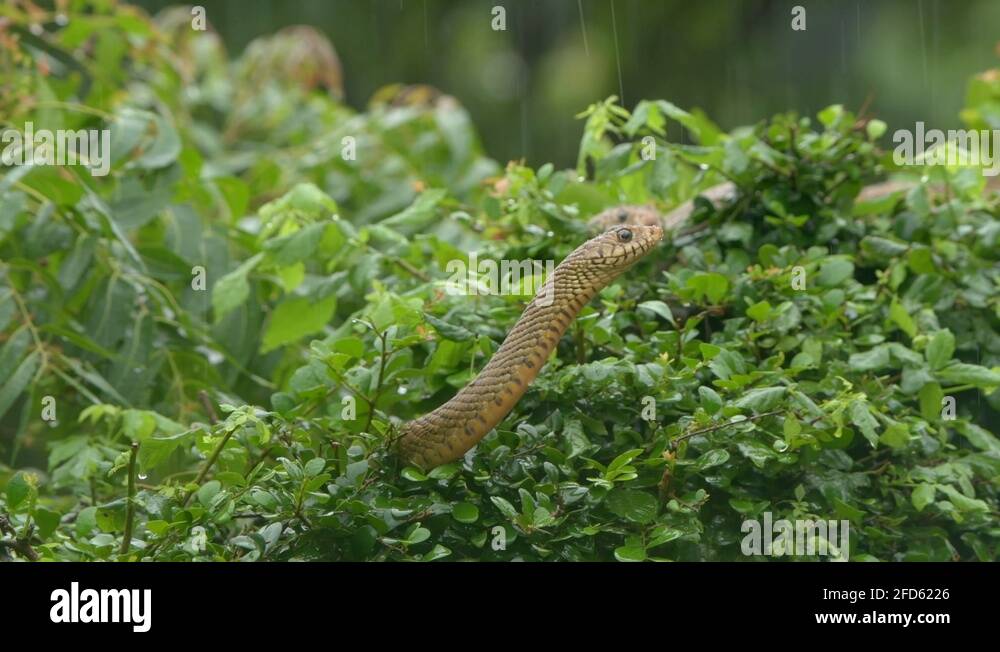 Rain on snakes Stock Videos & Footage - HD and 4K Video Clips - Alamy