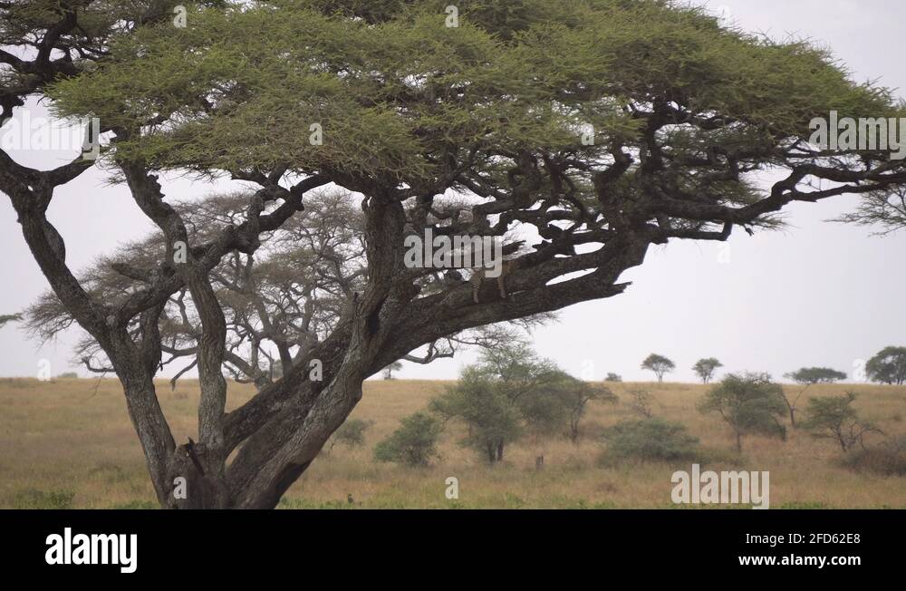 Cheetah tree sleeping Stock Videos & Footage - HD and 4K Video Clips ...