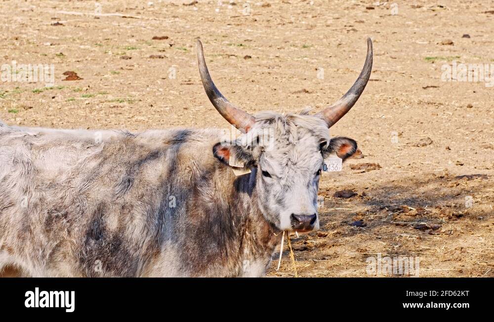 Blue grey cattle Stock Videos & Footage - HD and 4K Video Clips - Alamy