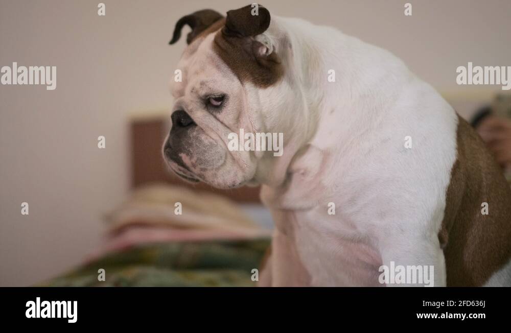 Grumpy dog Stock Videos & Footage - HD and 4K Video Clips - Alamy