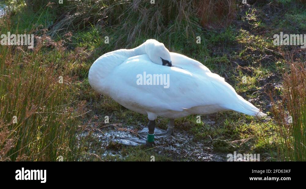 Swan webbed feet Stock Videos & Footage - HD and 4K Video Clips - Alamy