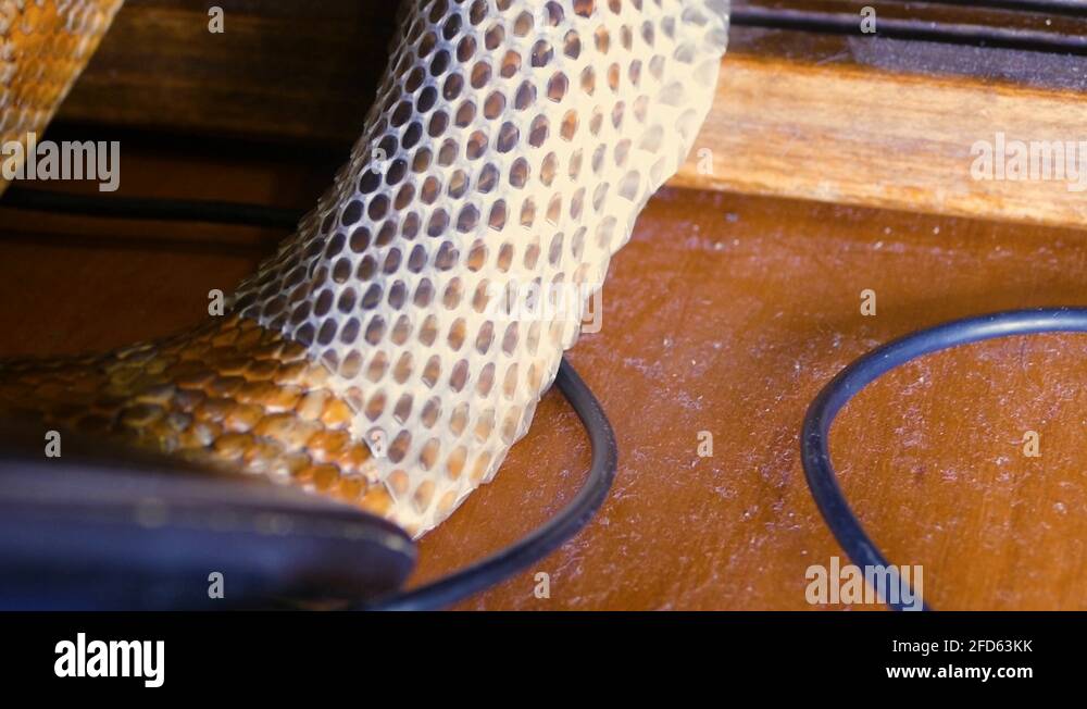 Skin snake rattlesnake texture Stock Videos & Footage - HD and 4K Video ...