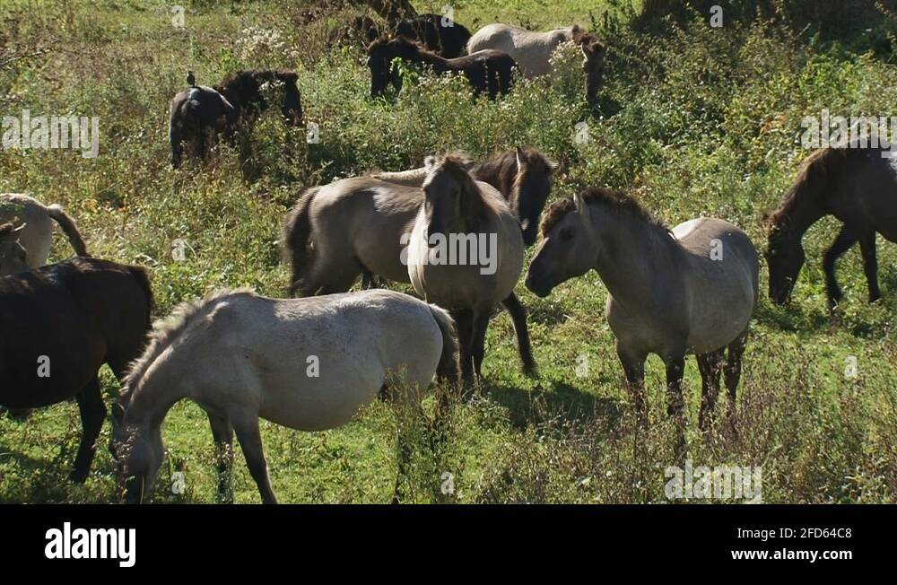 Horse mating Stock Videos & Footage - HD and 4K Video Clips - Alamy
