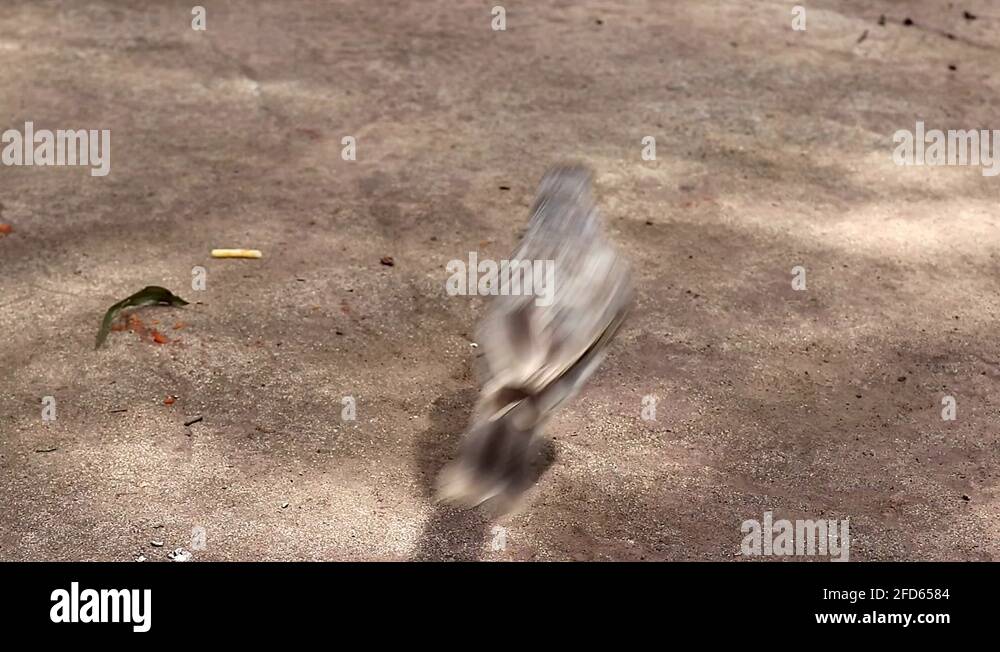 Australian native insects Stock Videos & Footage - HD and 4K Video ...