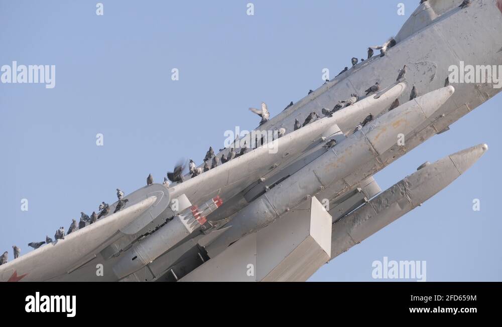 War birds Stock Videos & Footage - HD and 4K Video Clips - Alamy