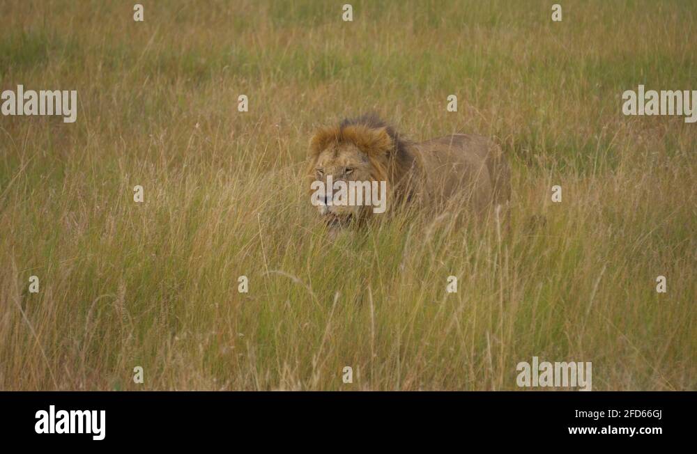 Hunter animal Stock Videos & Footage - HD and 4K Video Clips - Alamy