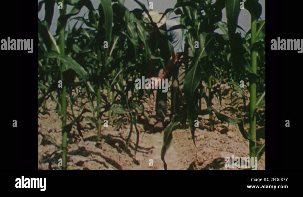 Corn measure Stock Videos & Footage - HD and 4K Video Clips - Alamy