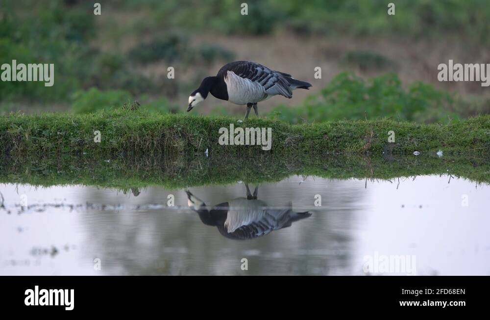 Goose side profile Stock Videos & Footage - HD and 4K Video Clips - Alamy