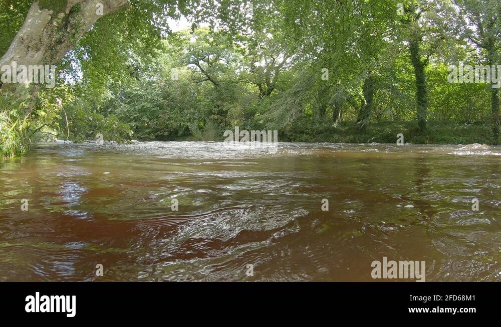 Slip beneath flooded river as sun rays reveal fish in mirky water Stock ...