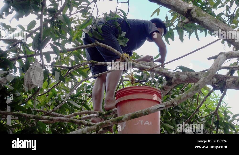 Farmer picking quality harvested mangoes at Surigao Philippines Stock ...