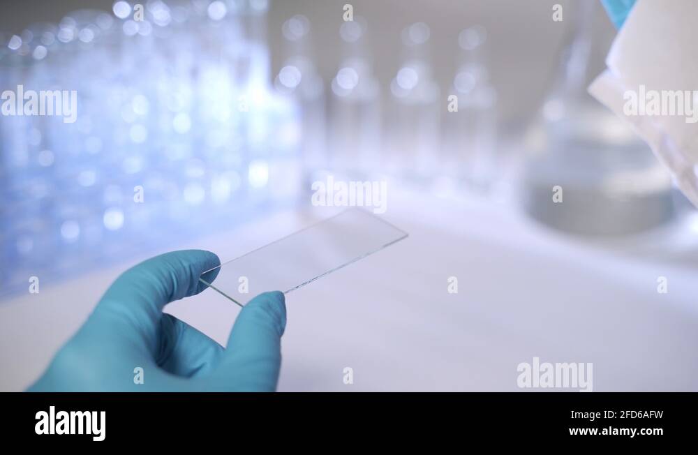 A scientist is preparing a sample for microscopy. Dripping liquid on a ...