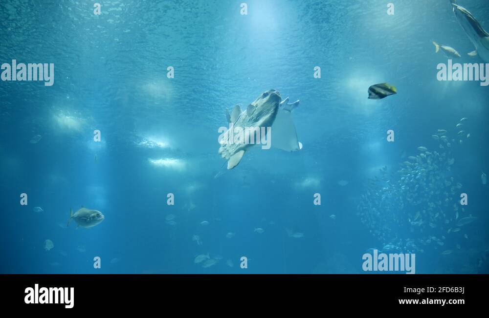 Tropical school Stock Videos & Footage - HD and 4K Video Clips - Alamy