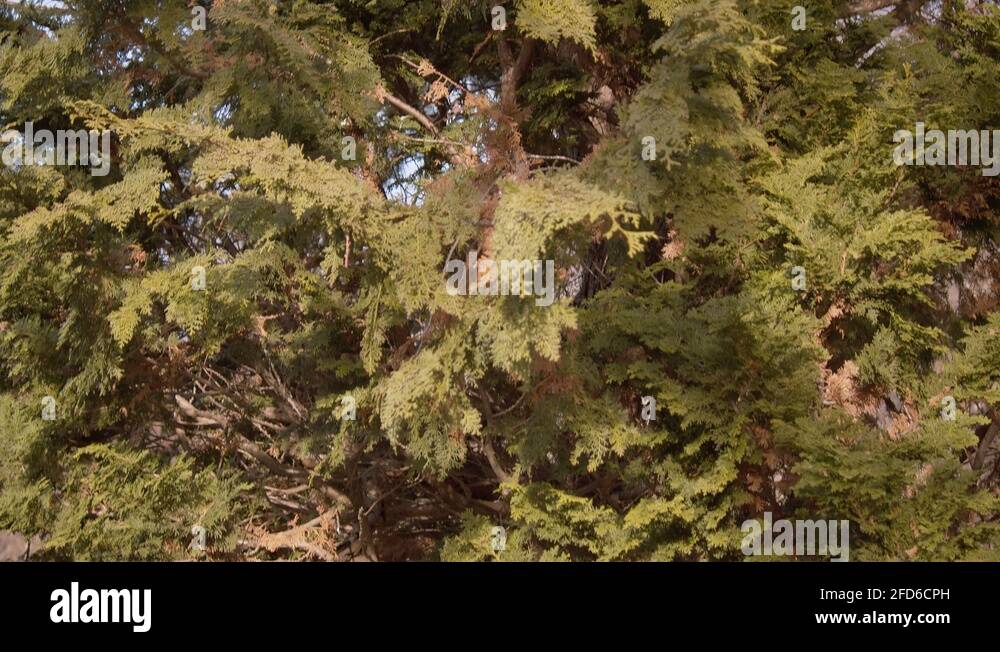 Japanese cypress hinoki cypress hinoki Stock Videos & Footage - HD and ...