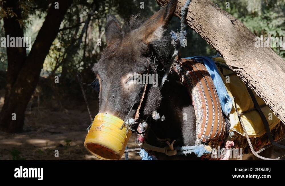 Donkey landscapes Stock Videos & Footage - HD and 4K Video Clips - Alamy
