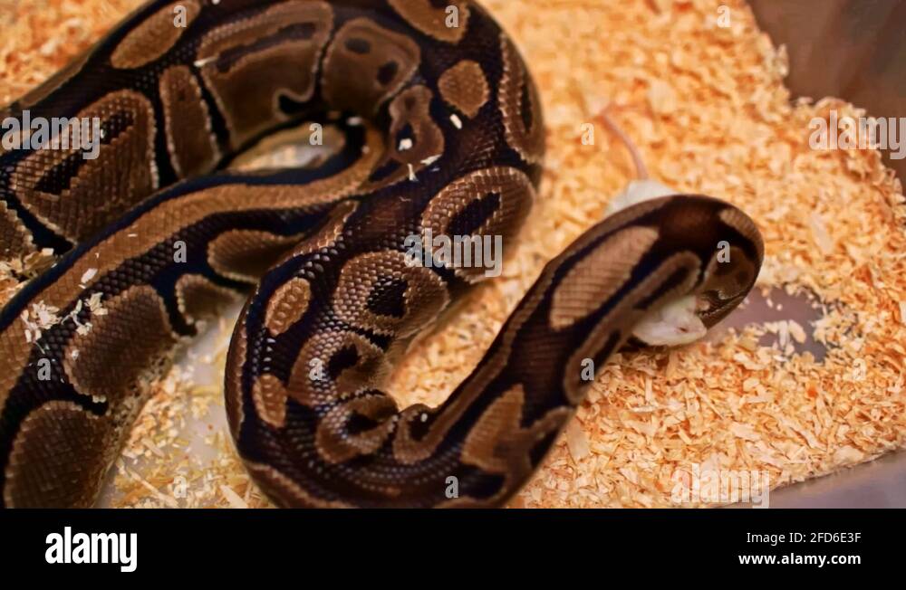 Brown and white mouse Stock Videos & Footage - HD and 4K Video Clips ...