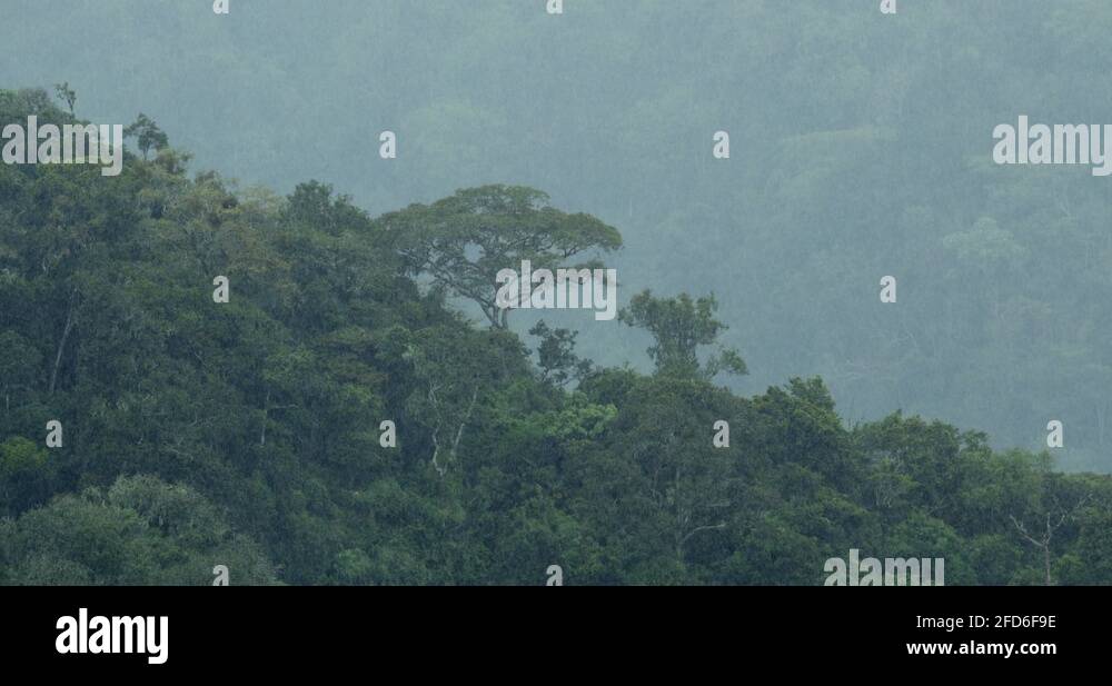 Rainforest Rain falling on Acacia tree on brush covered hillside Stock ...