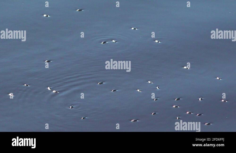 Lake bugs Stock Videos & Footage - HD and 4K Video Clips - Alamy