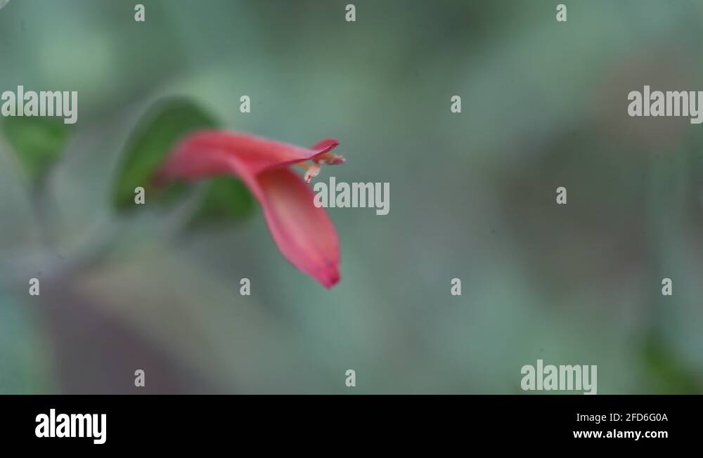 Flower mouth Stock Videos & Footage - HD and 4K Video Clips - Alamy