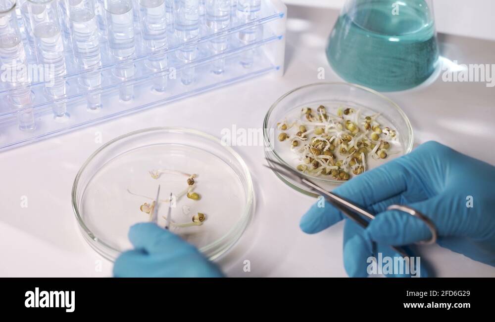Gmo experiment Stock Videos & Footage - HD and 4K Video Clips - Alamy