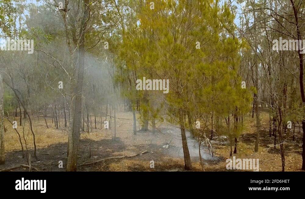Eucalyptus trees australia fire Stock Videos & Footage - HD and 4K ...