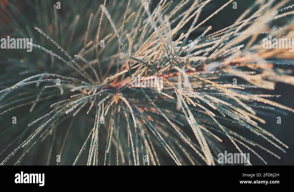 Gleaming Stock Videos & Footage - HD and 4K Video Clips - Alamy