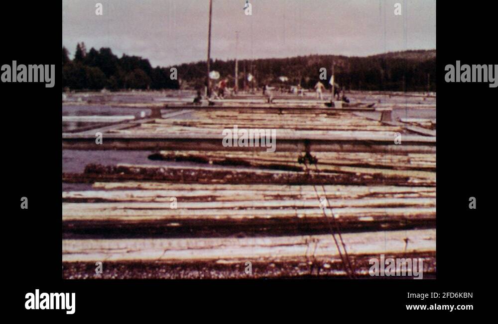 1960s: men pulling in floating planks in river, paper and pulp mill ...
