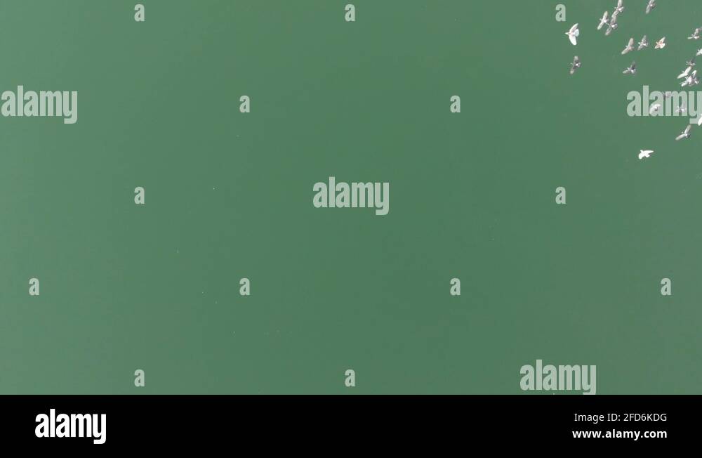 Drone aerial top view, flock of seagull birds flying in circle above ...